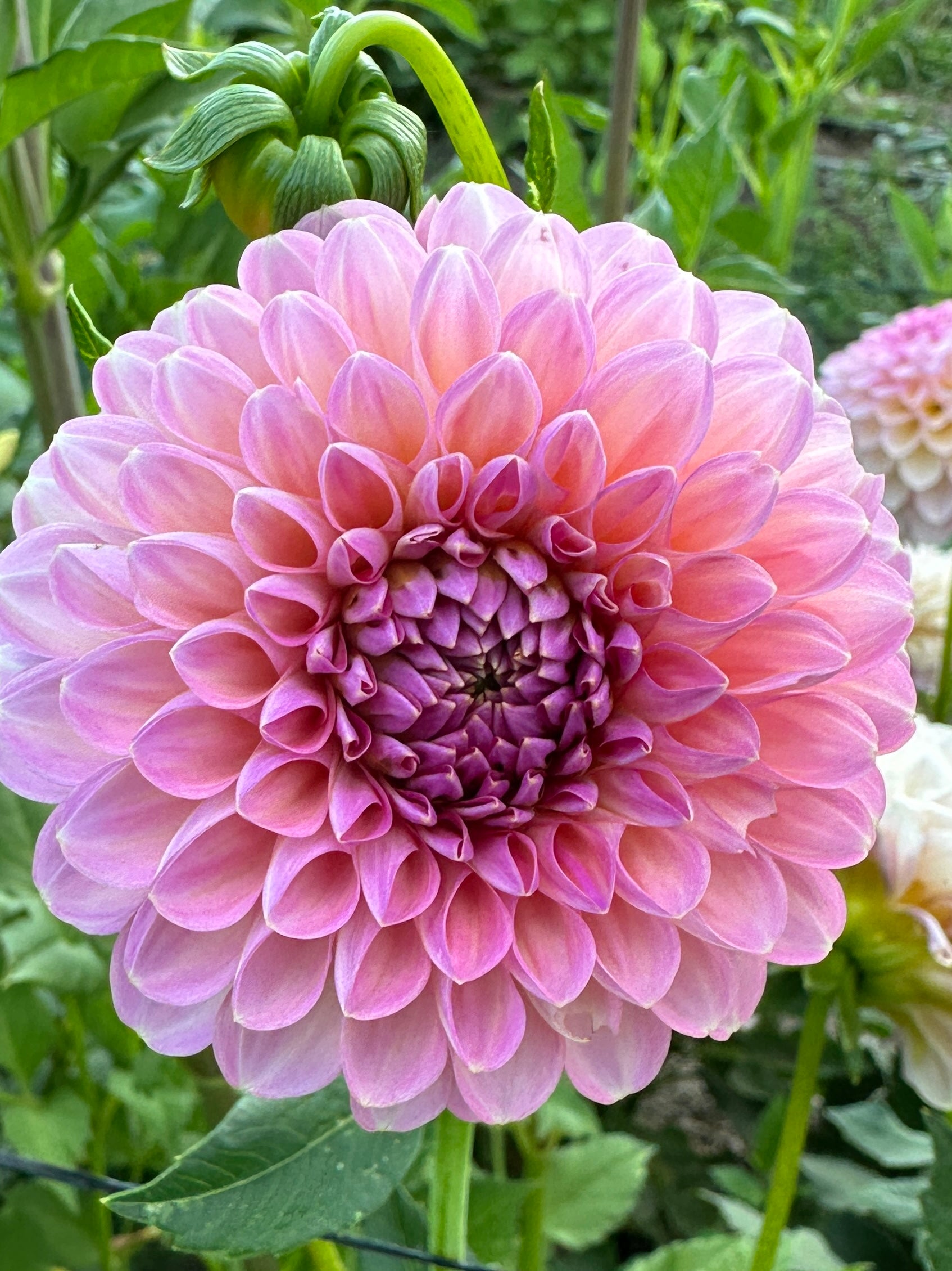 Hamari Rose – Frontyard Flower Farm