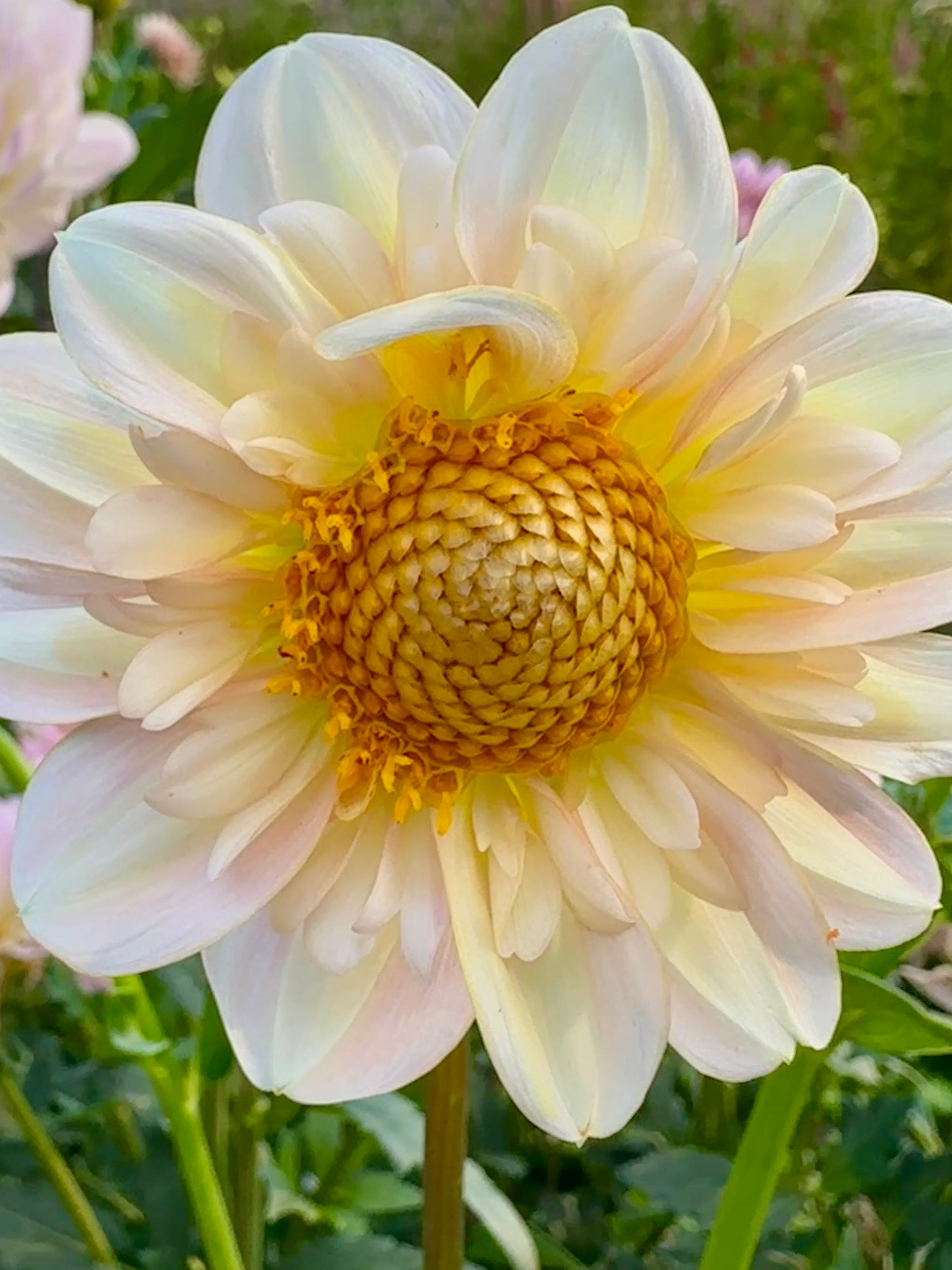 Mayberry's Peach Blossom – Frontyard Flower Farm