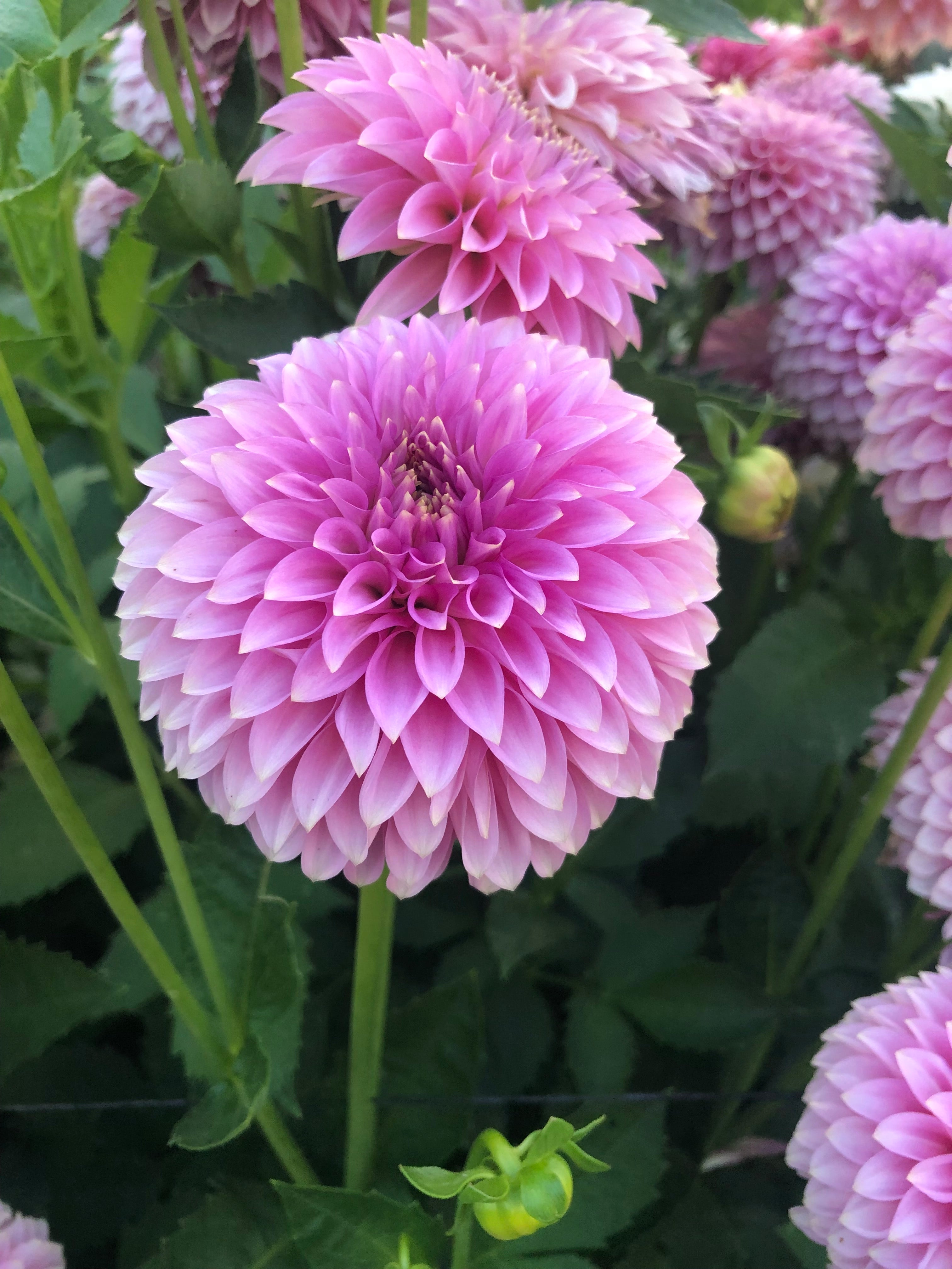 Bloomquist Pink Parfait – Frontyard Flower Farm