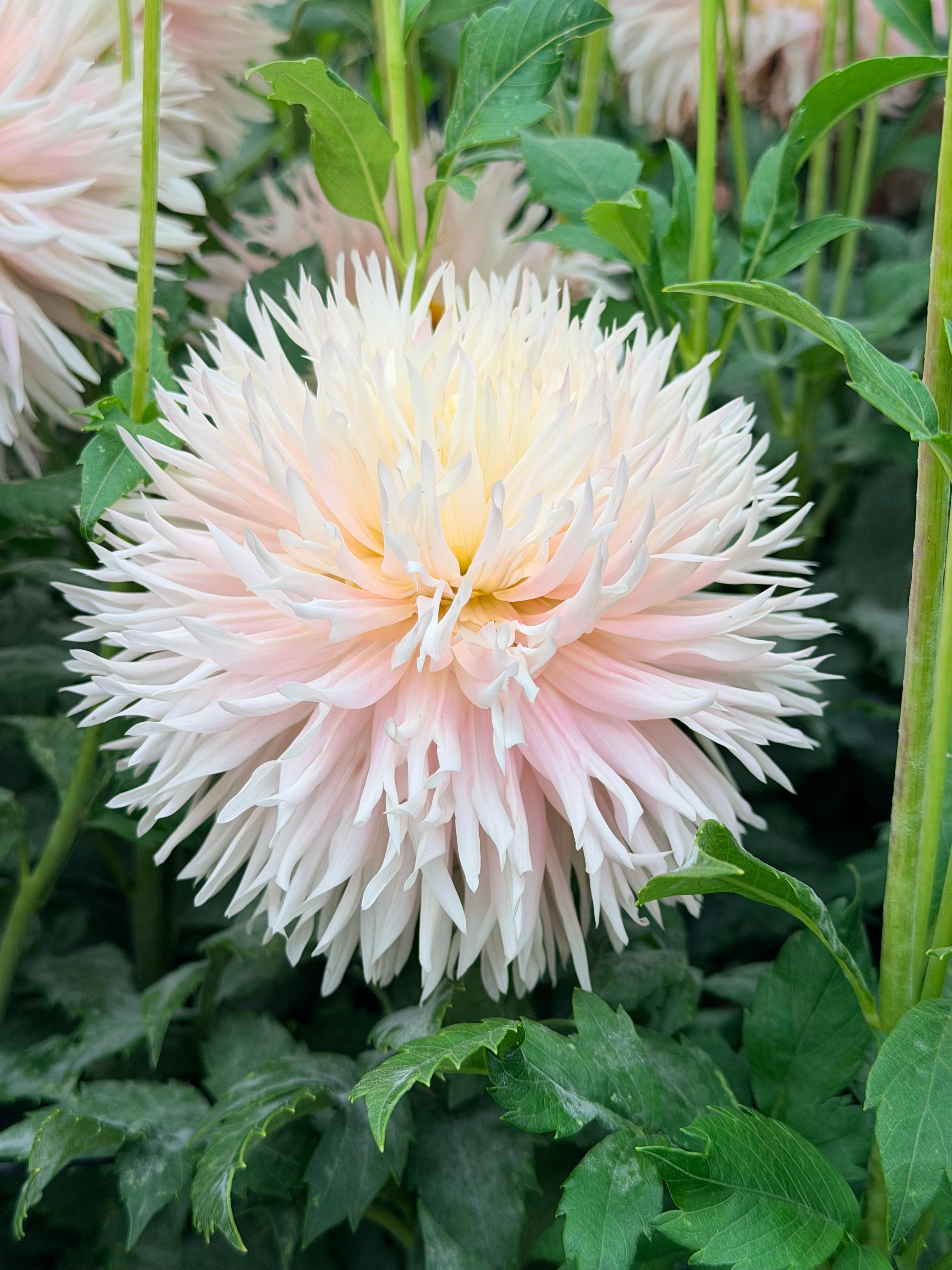 Nadia Ruth – Frontyard Flower Farm