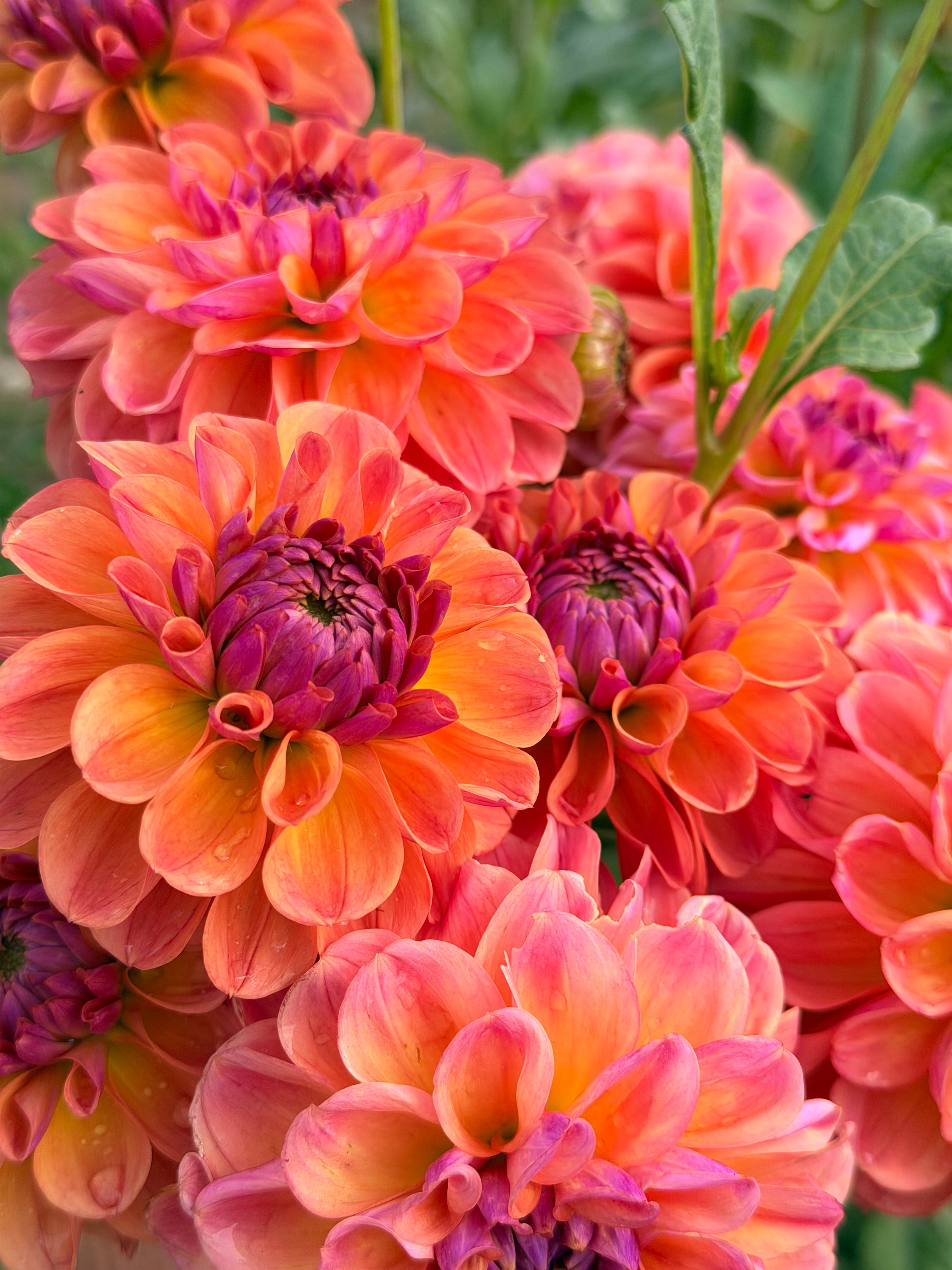 Chewy – Frontyard Flower Farm